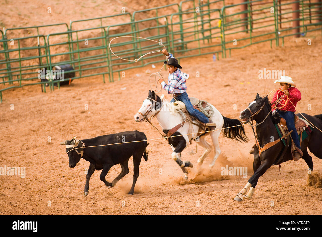 riders compete in the Team Steer Roping event All Indian Rodeo Gallup ...