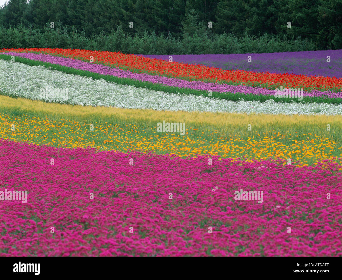 Flower farm, Hokkaido, Japan Stock Photo - Alamy