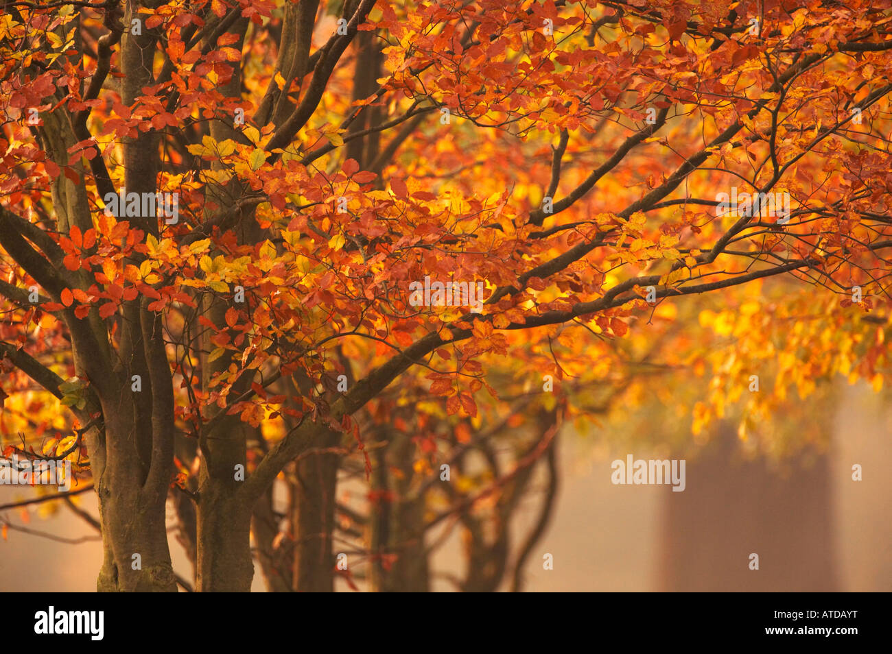 Autumnal Beech Trees Stock Photo - Alamy
