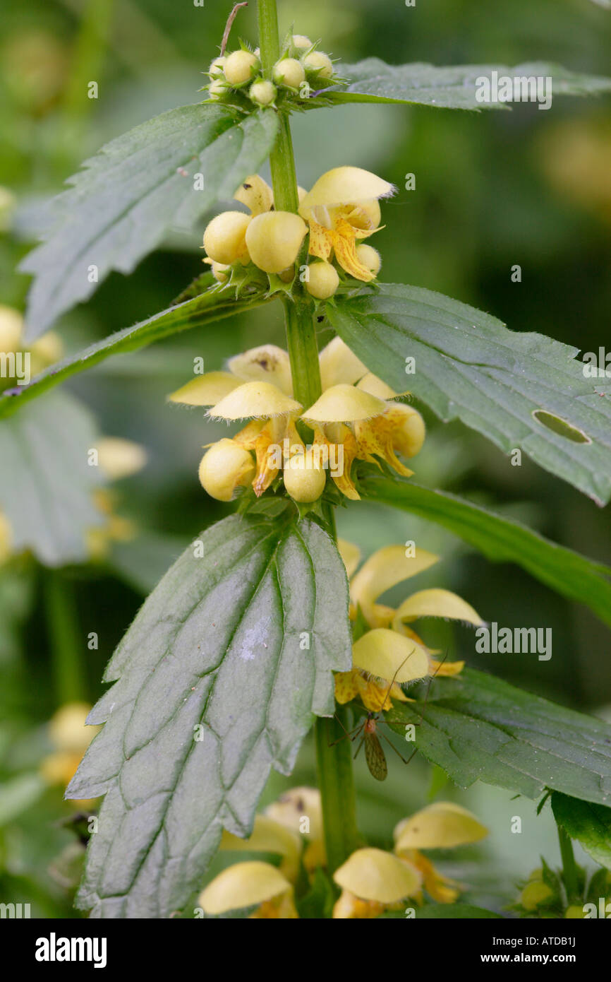 Yellow Archangel Lamiastrum galeobdolon flower England UK Stock Photo ...
