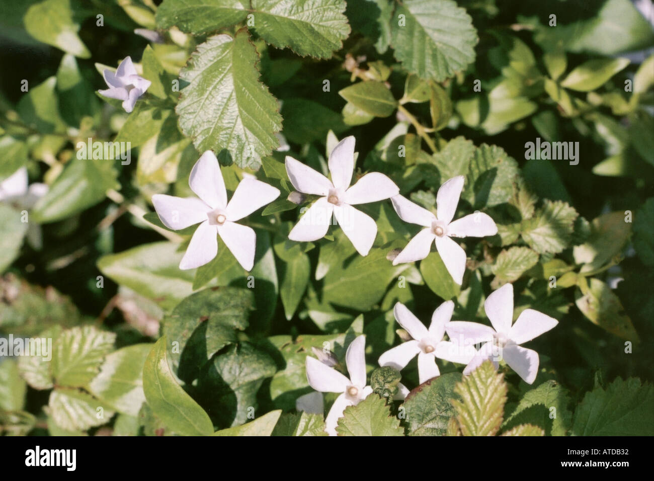 Little white flowers in May in Cornwall Stock Photo - Alamy