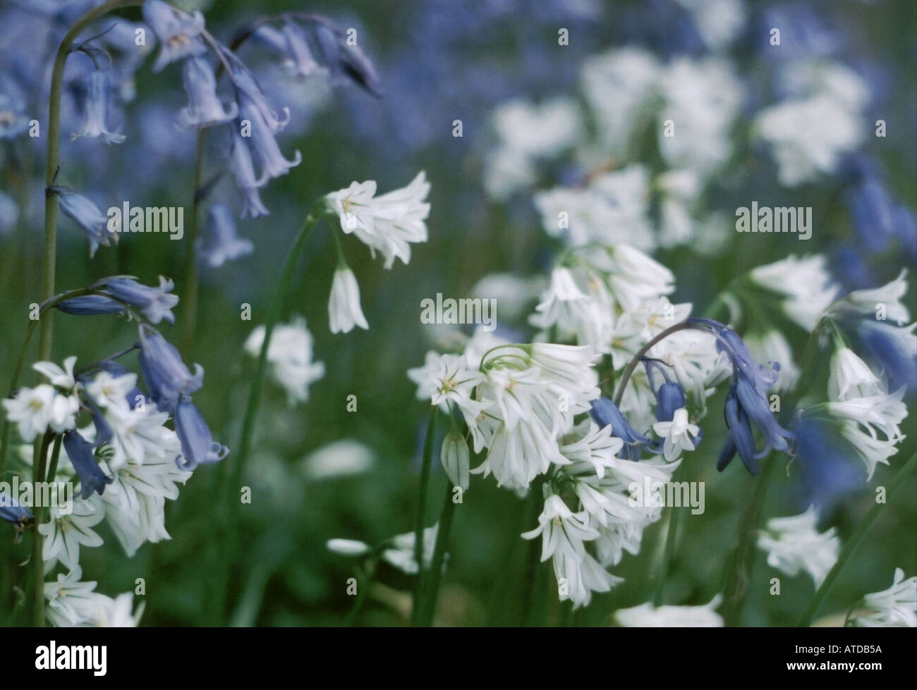 Bluebells and whitebells May in Cornwall Stock Photo - Alamy