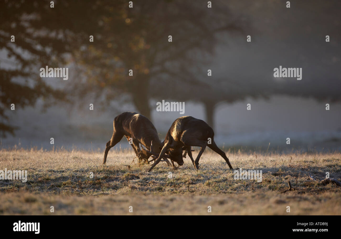 Two Fallow Deer Bucks battle it out during the Rut (Dama dama Stock ...