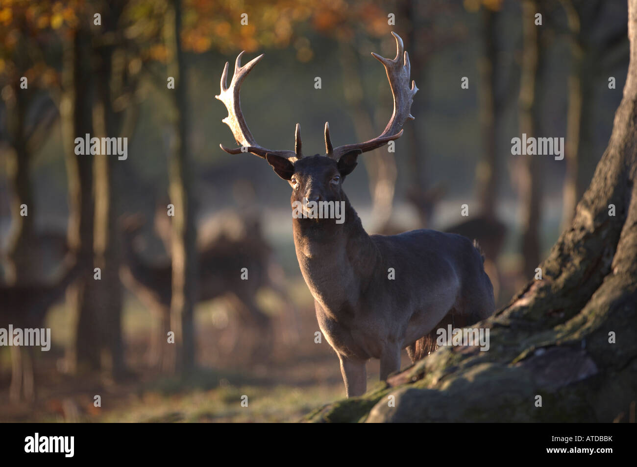 Fallow Deer Buck (Dama dama Stock Photo - Alamy