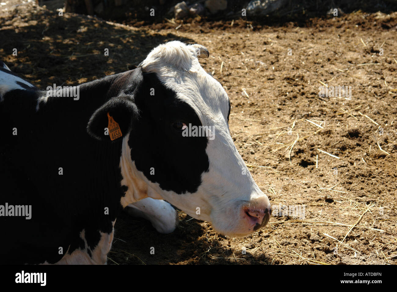 black and white cow seated Stock Photo - Alamy