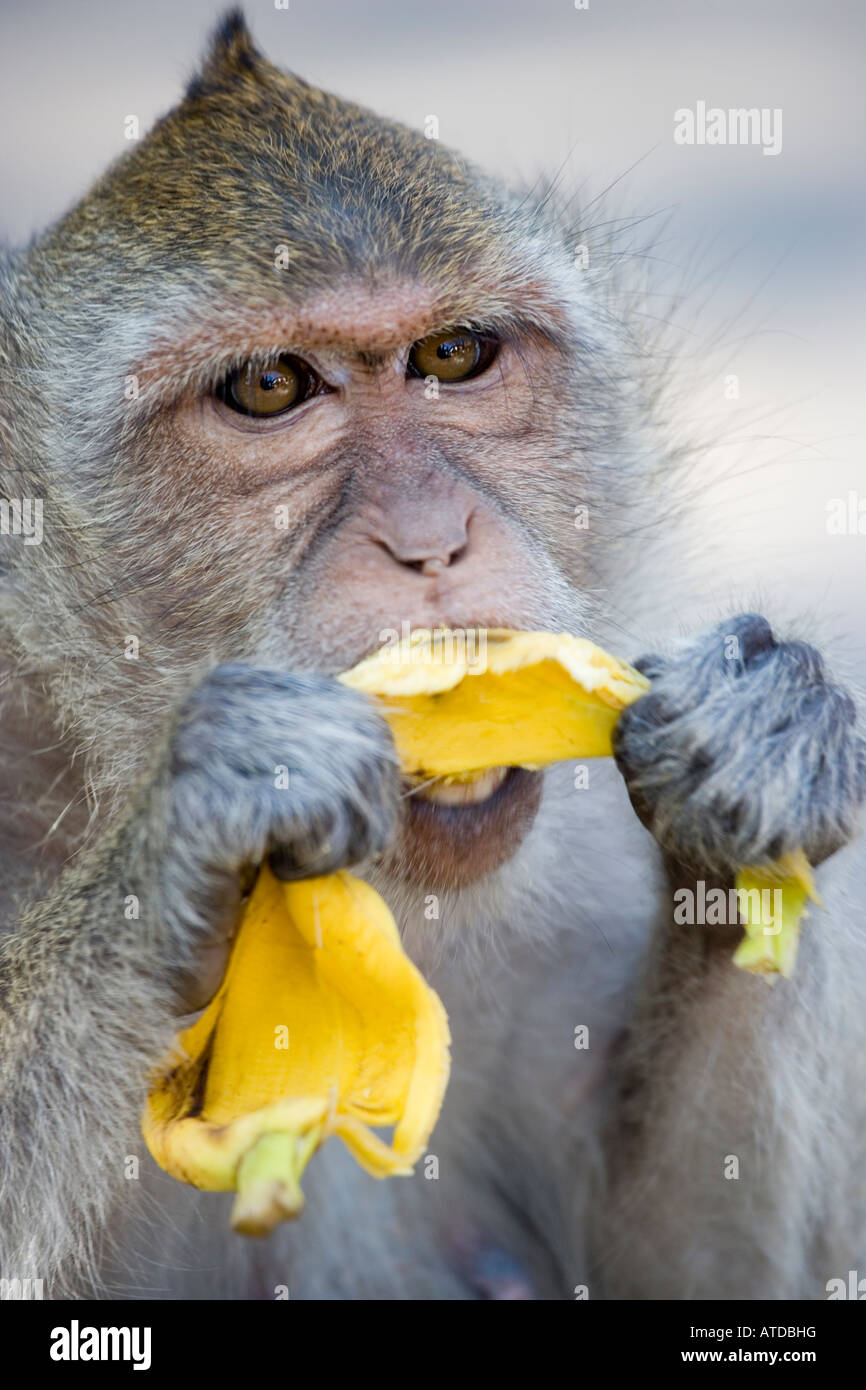 Monkey at Temple of Khao Takiap Hua Hin Thailand Stock Photo - Alamy