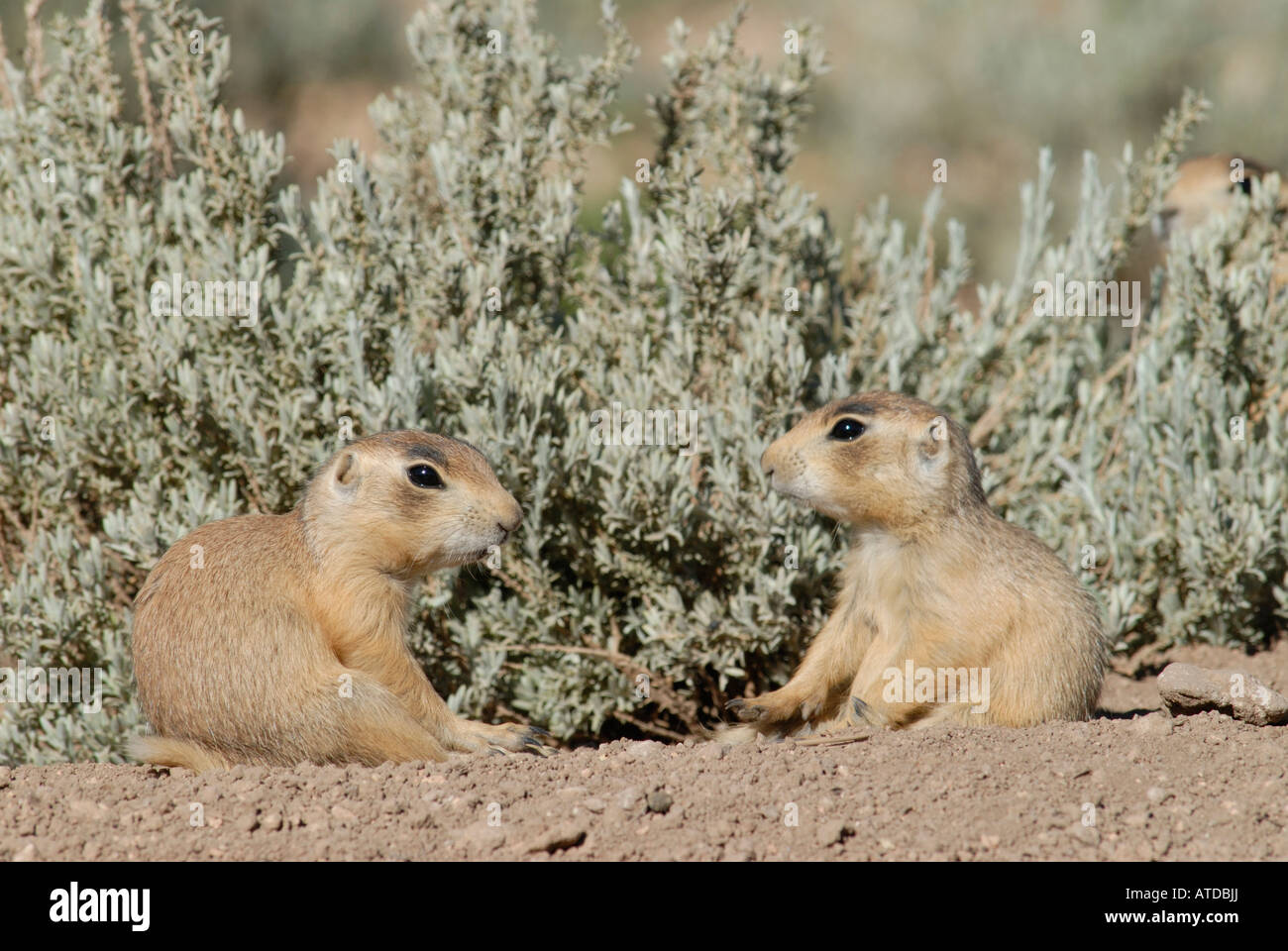 Stock photo of two Utah prairie dog pups sitting facing each other ...