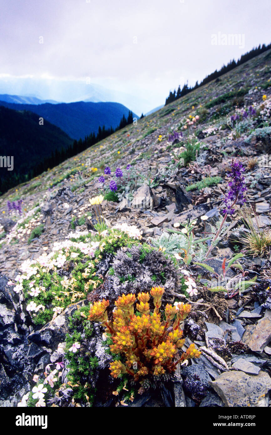 Wildflowers, Obstruction Point, Olympic National Park, Washington State ...