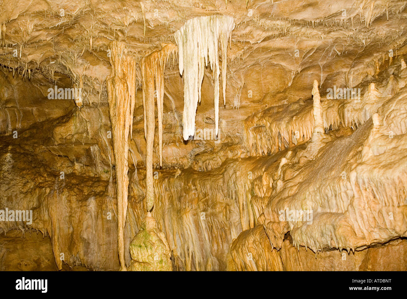 dripstone cave with bear skeleton Stock Photo - Alamy