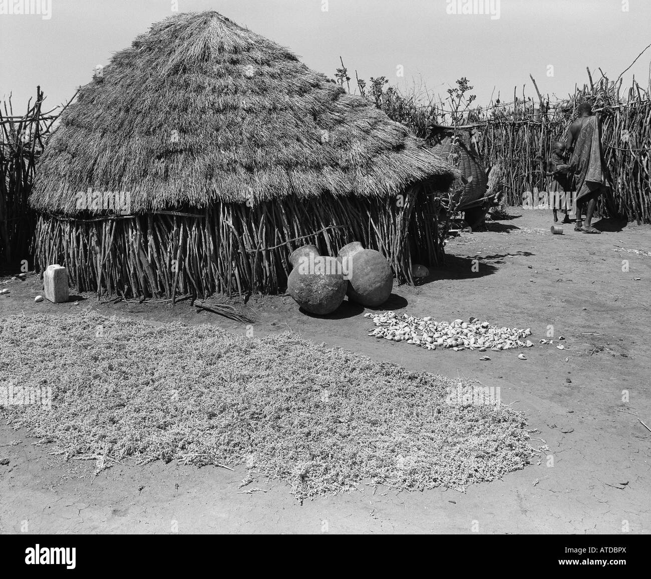 Sorgum harvest being dried in the sun in a village compound with huts ...