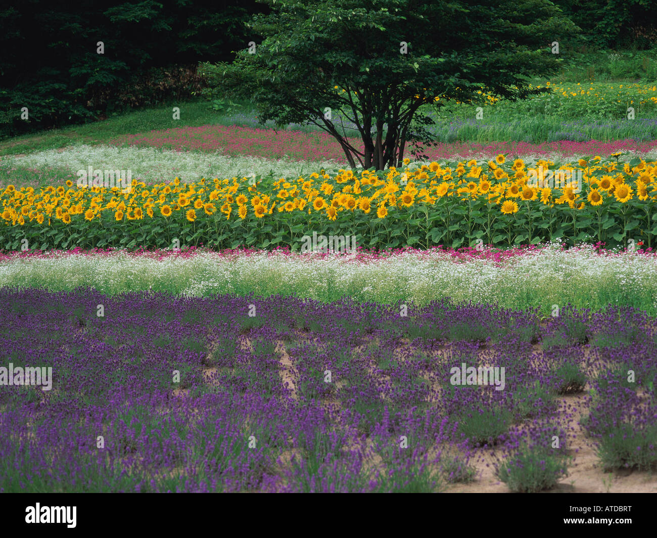 Flower farm, Hokkaido, Japan Stock Photo - Alamy