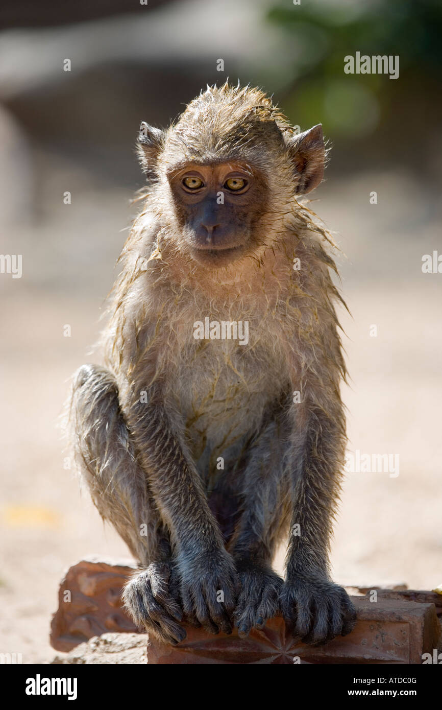 Monkey at Temple of Khao Takiap Hua Hin Thailand Stock Photo - Alamy