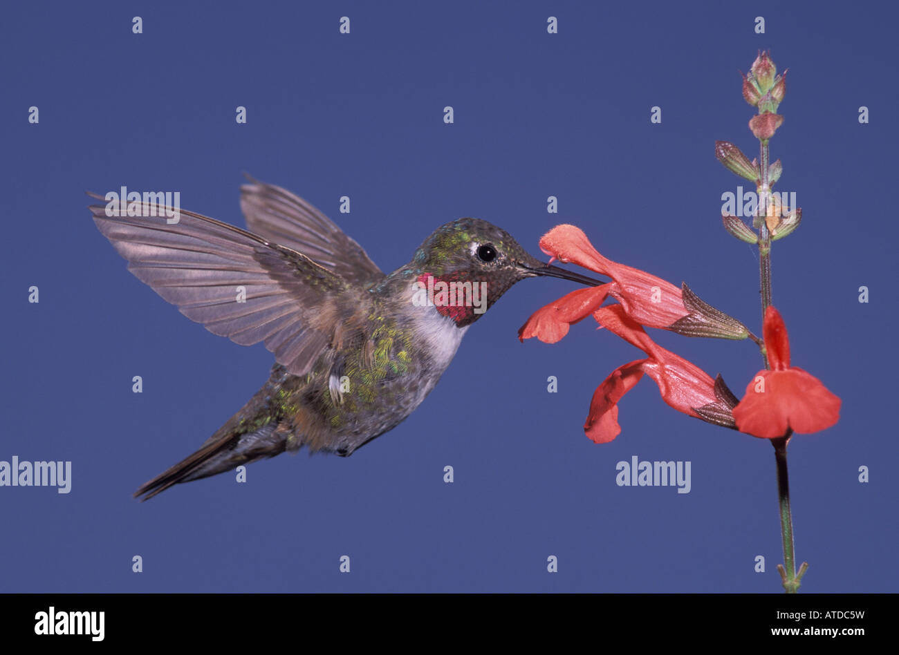 Broad-tailed Hummingbird male, Selasphorus platycercus, feeding at ...