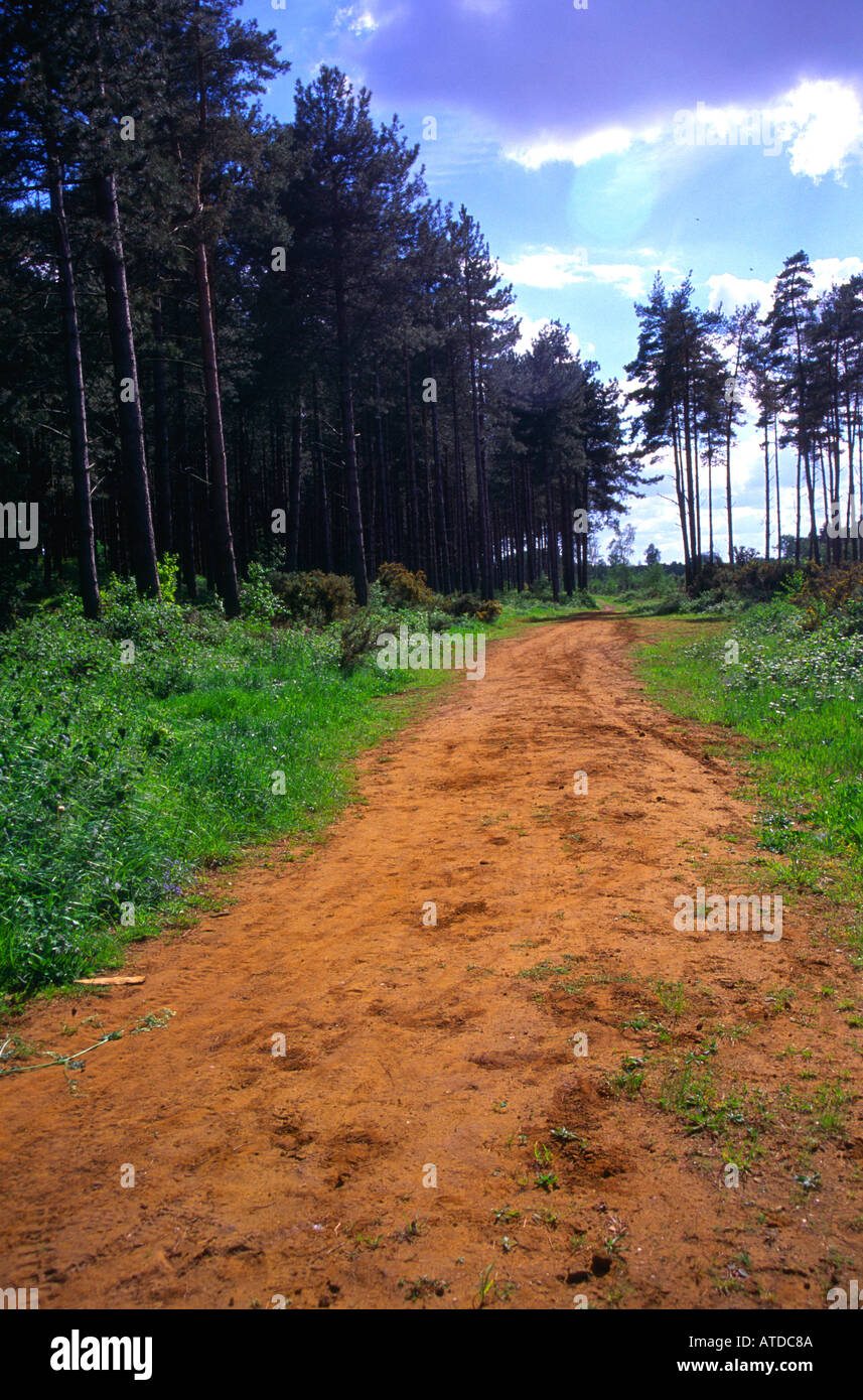 Path Suffolk sandlings conifer plantation Tunstall forest Stock Photo ...