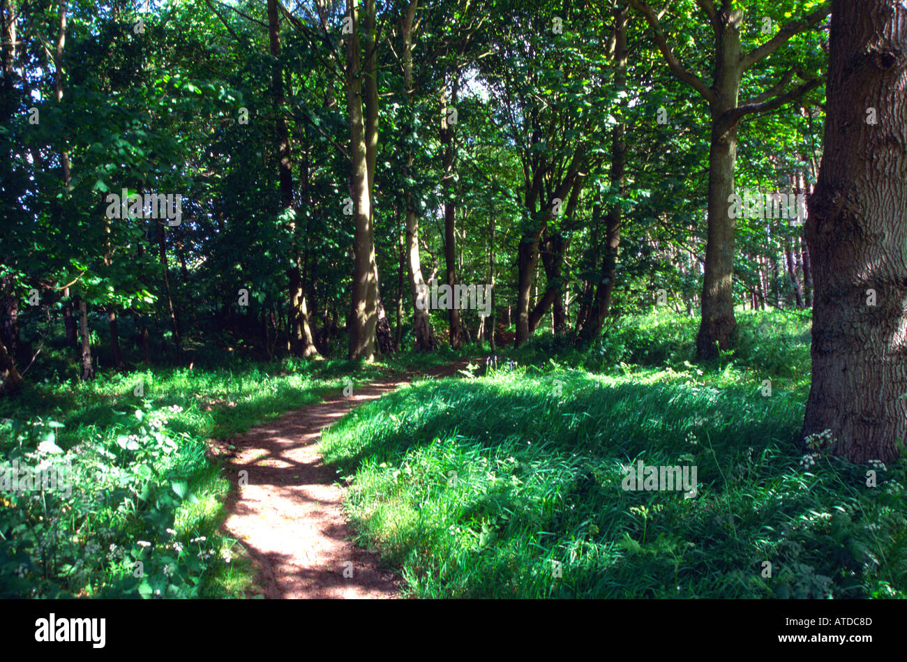 Deciduous woodland Suffolk sandlings Stock Photo - Alamy