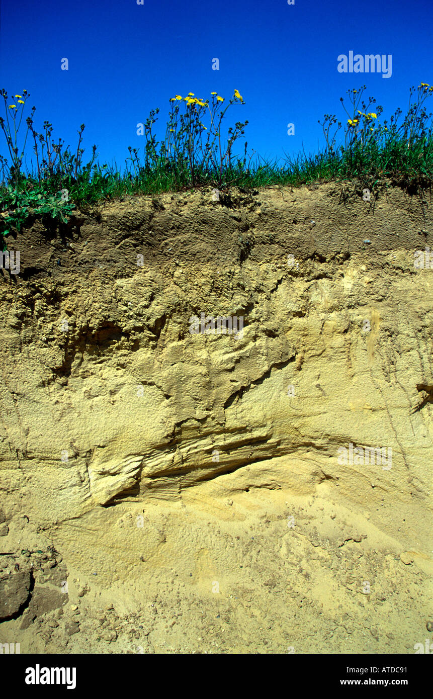 Sandy soil profile in cliffs at Covehithe Stock Photo - Alamy