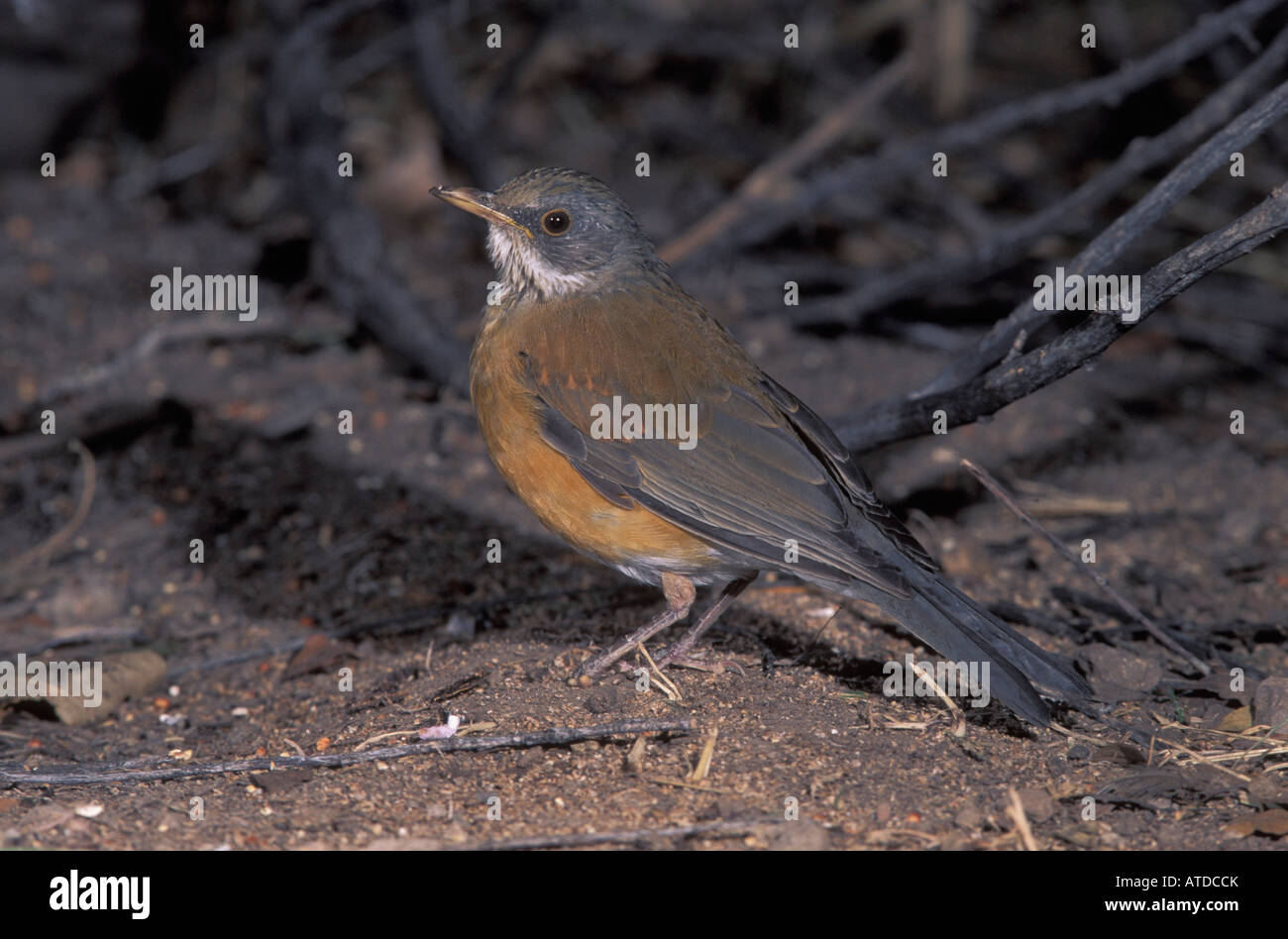 Rufopalliatus hi-res stock photography and images - Alamy