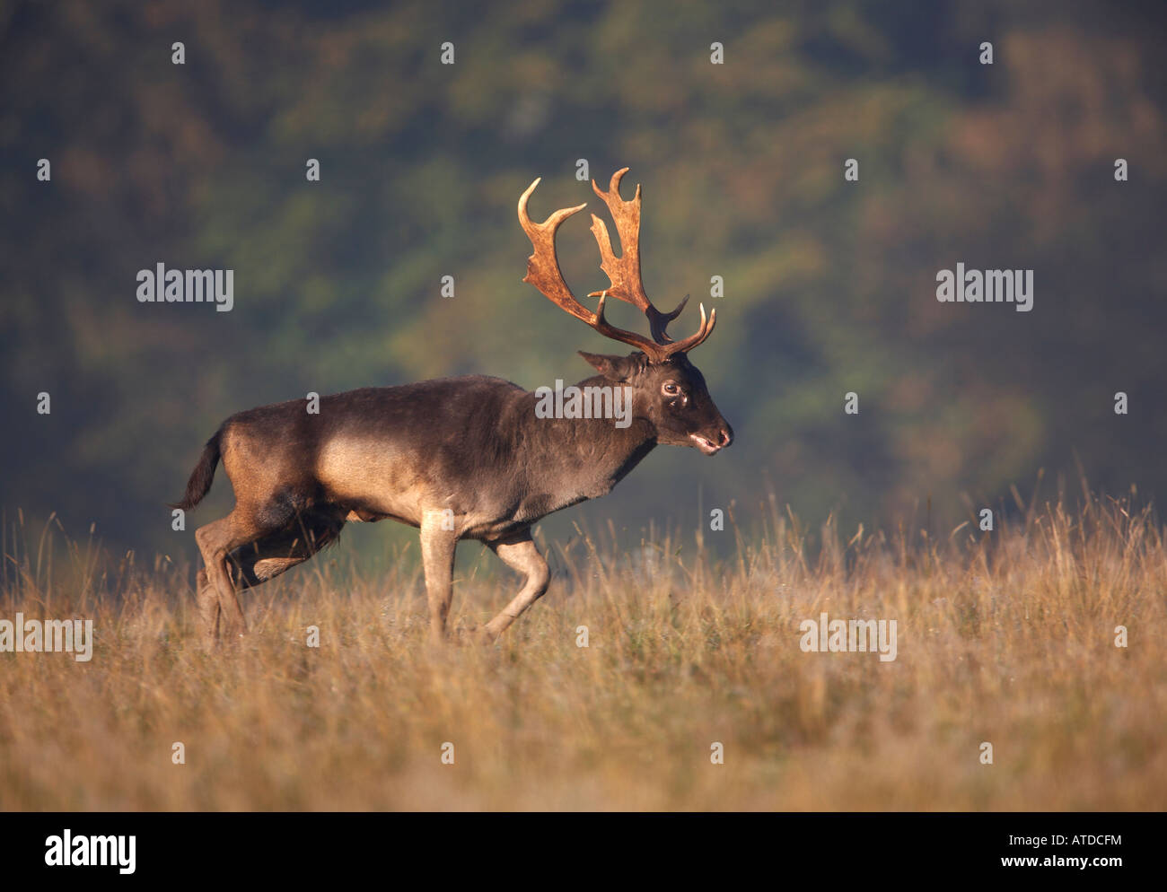 Fallow Deer Buck (Dama Dama Stock Photo - Alamy