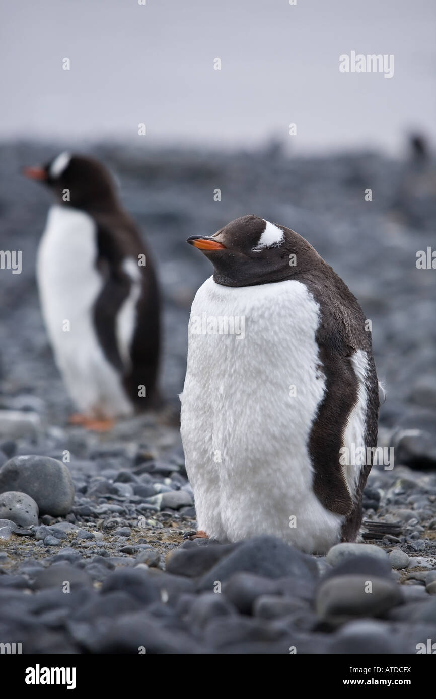Molting penguin hi-res stock photography and images - Alamy