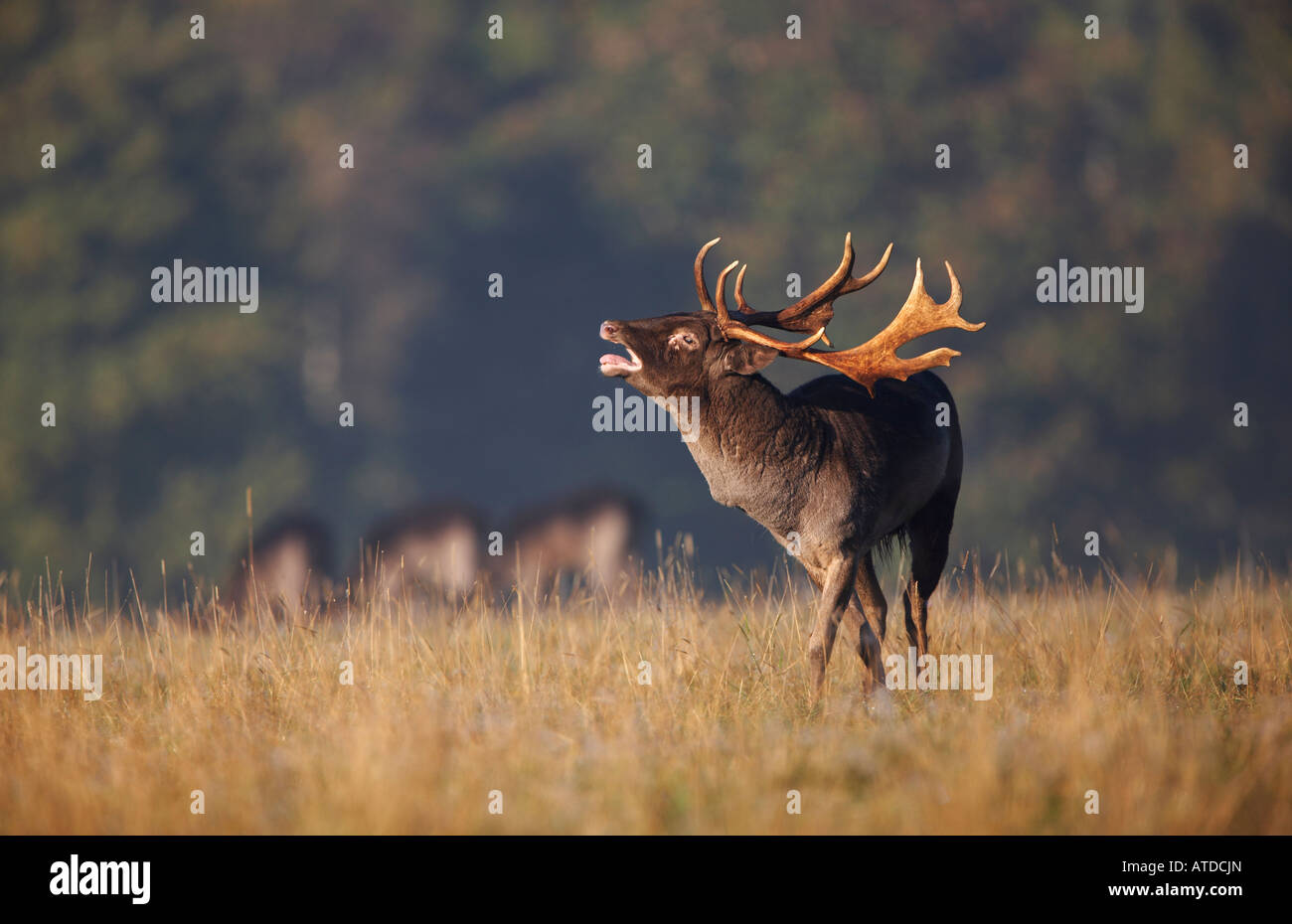Fallow Deer Buck calling during the rut (Dama Dama Stock Photo - Alamy