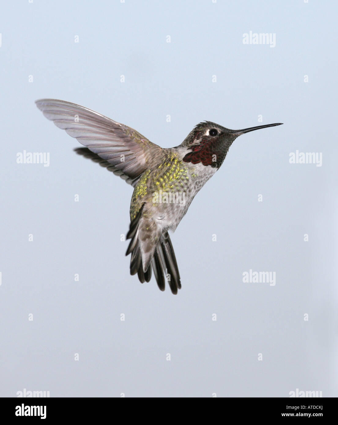 Anna's male hummingbird in flight with wings back and blue sky Stock ...