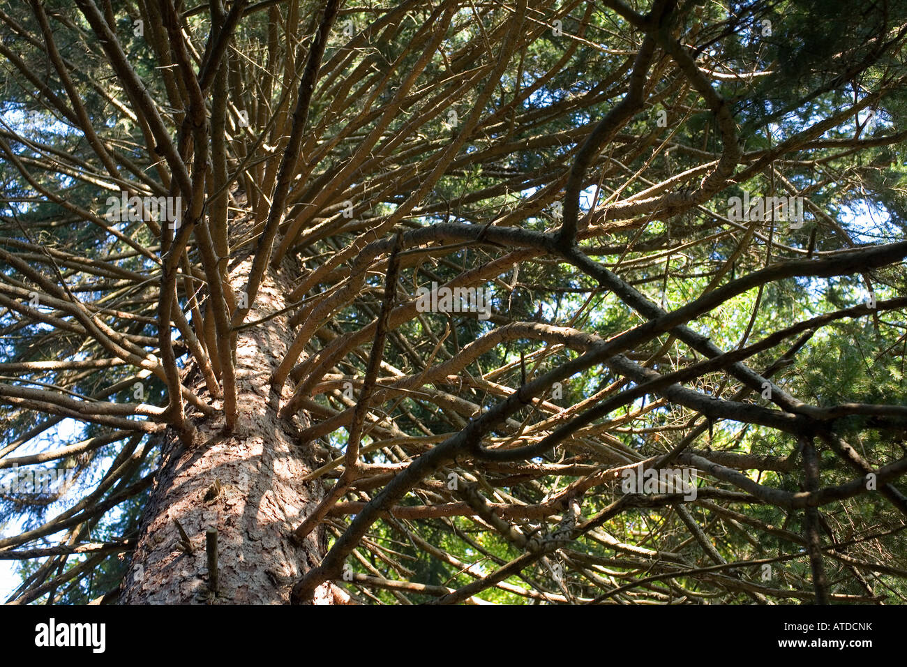 Trunk and branches of a coniferous tree Stock Photo - Alamy