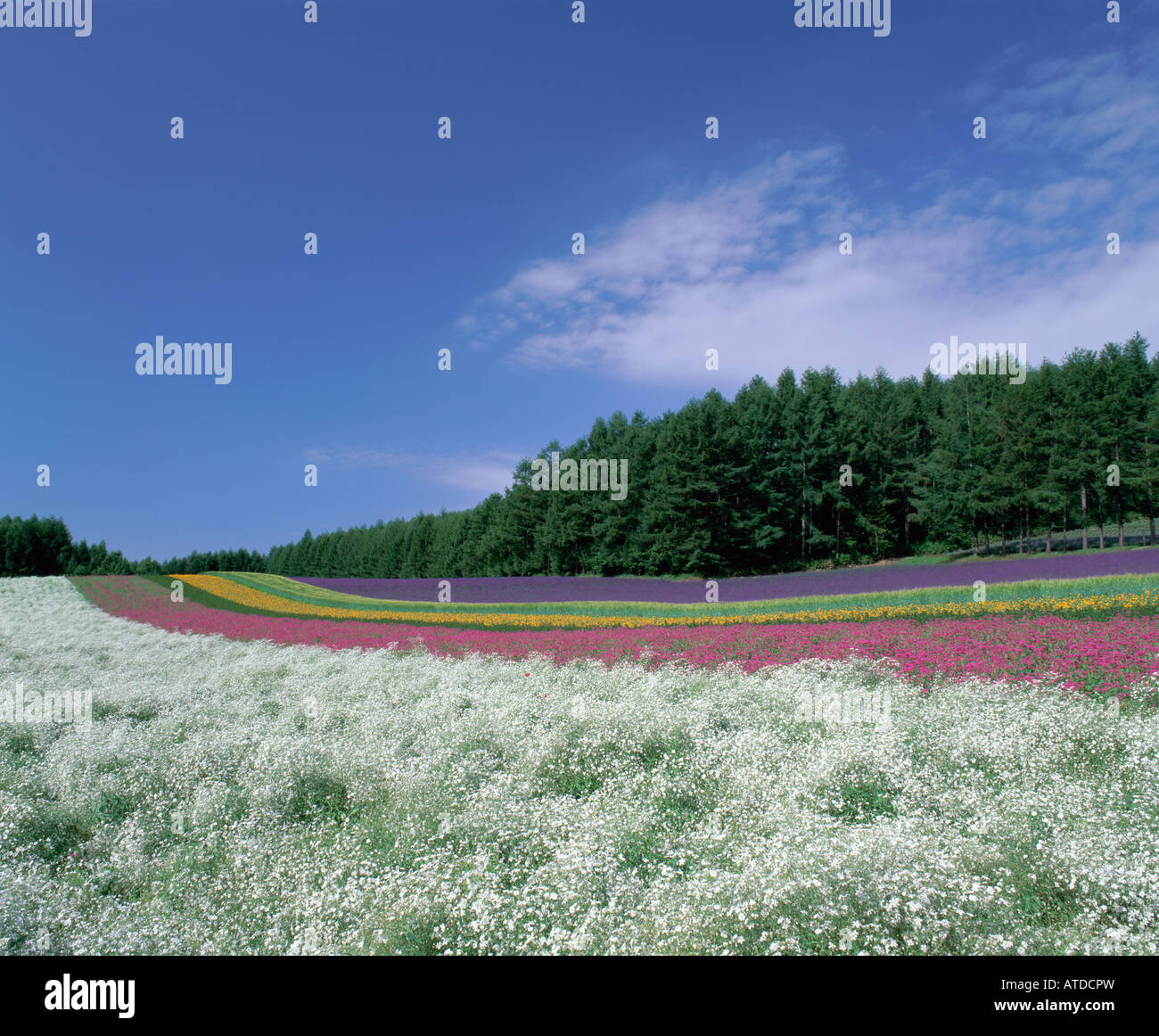 Flower farm, Hokkaido, Japan Stock Photo - Alamy