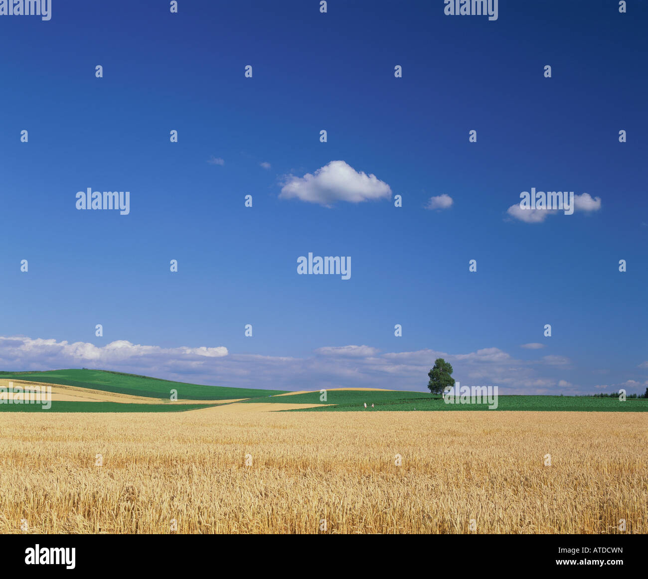 Wheat field, Hokkaido, Japan Stock Photo - Alamy