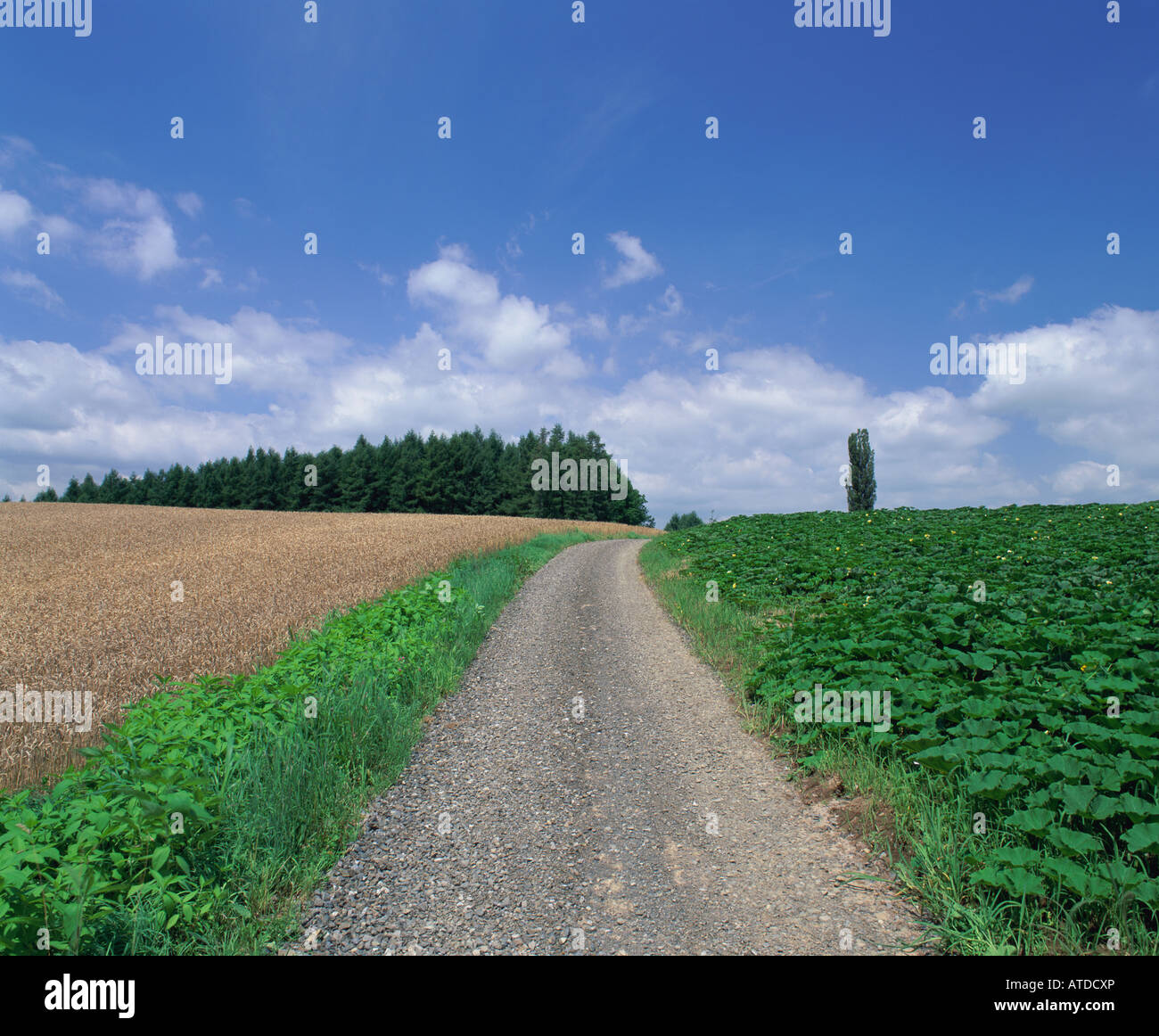 Wheat and beet field, Hokkaido, Japan Stock Photo - Alamy