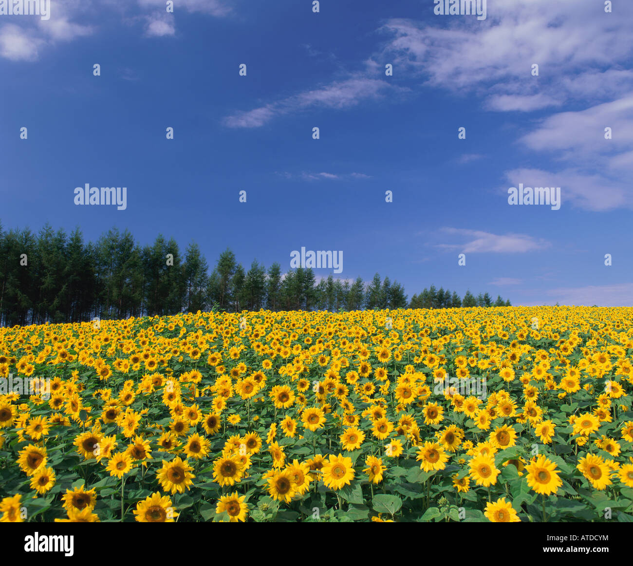 Sunflower field, Hokkaido, Japan Stock Photo - Alamy