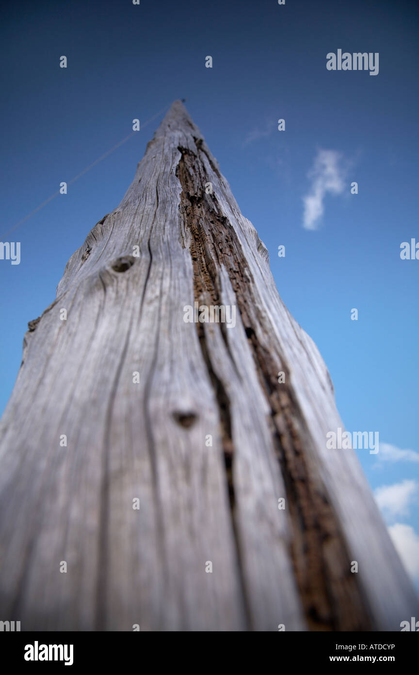 rotting wooden telegraph telephone pole against a blue sky with white ...