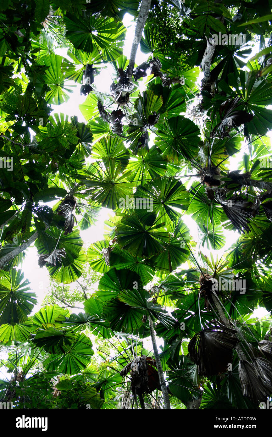 Daintree rainforest canopy, Northern Queensland, Australia Stock Photo ...