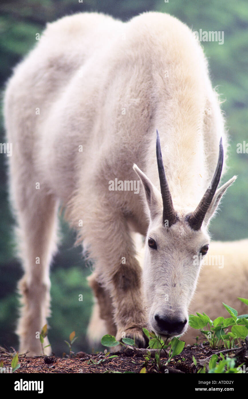 Female Mountain Goat in Bailey Range Oreamnos americanus, Olympic ...