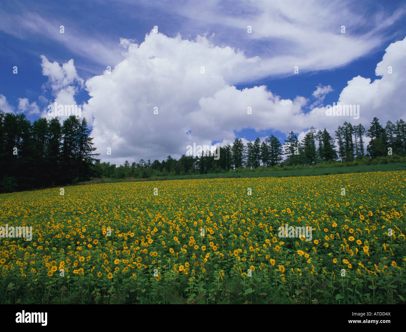 Sunflower field, Hokkaido, Japan Stock Photo - Alamy