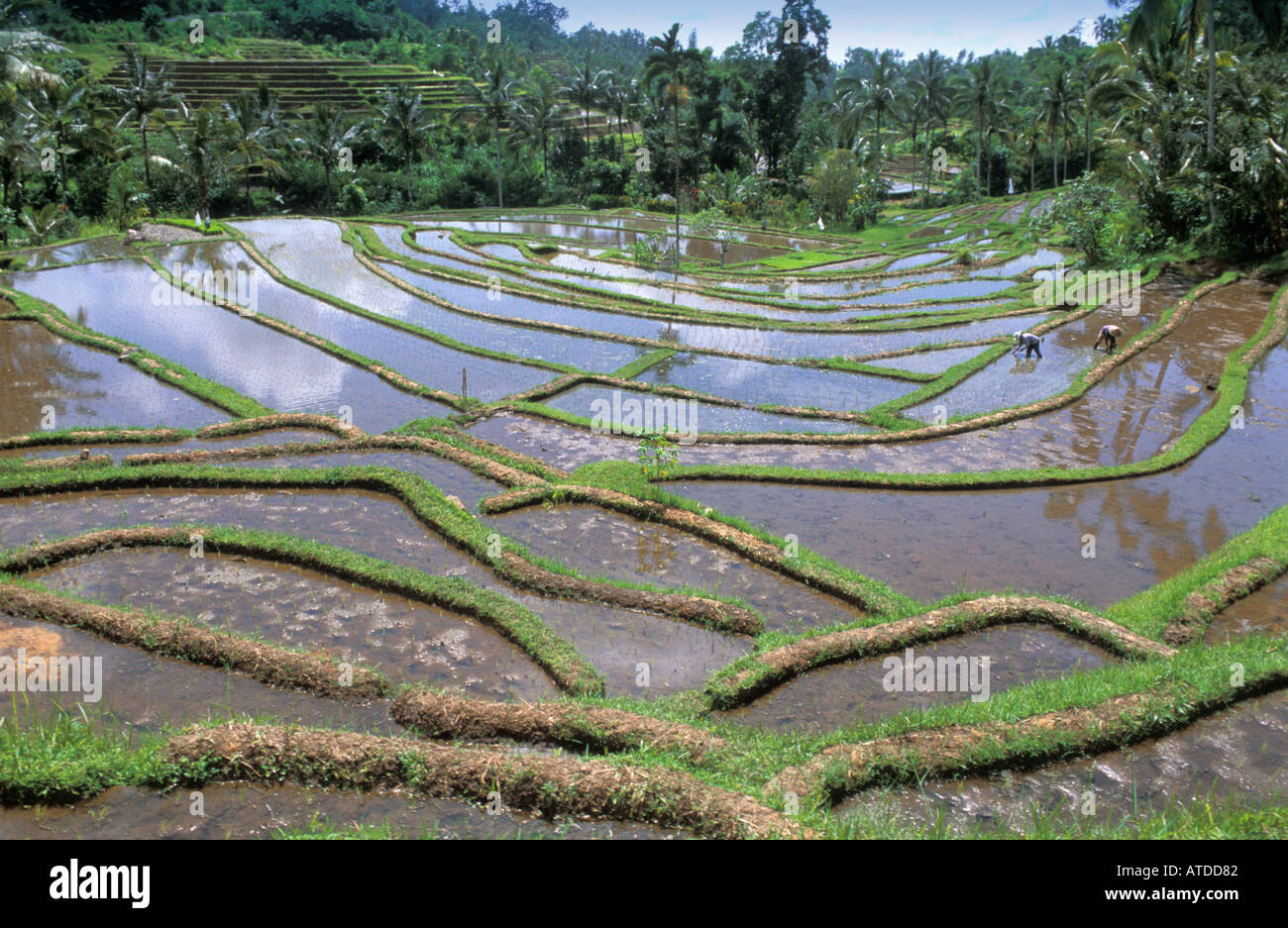 INDONESIA BALI RICE PADDIES Stock Photo - Alamy