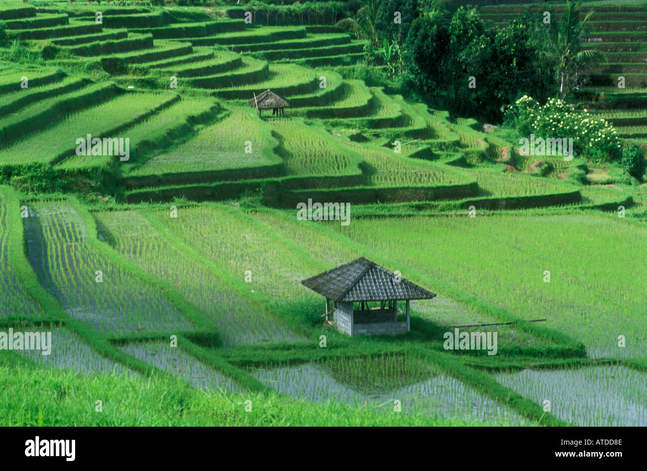 INDONESIA BALI RICE PADDIES Stock Photo - Alamy