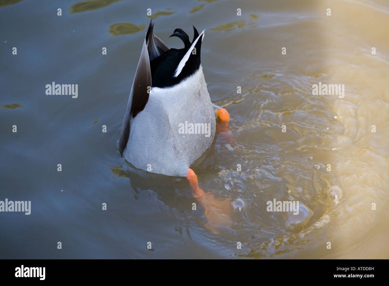 Dips water hi-res stock photography and images - Alamy