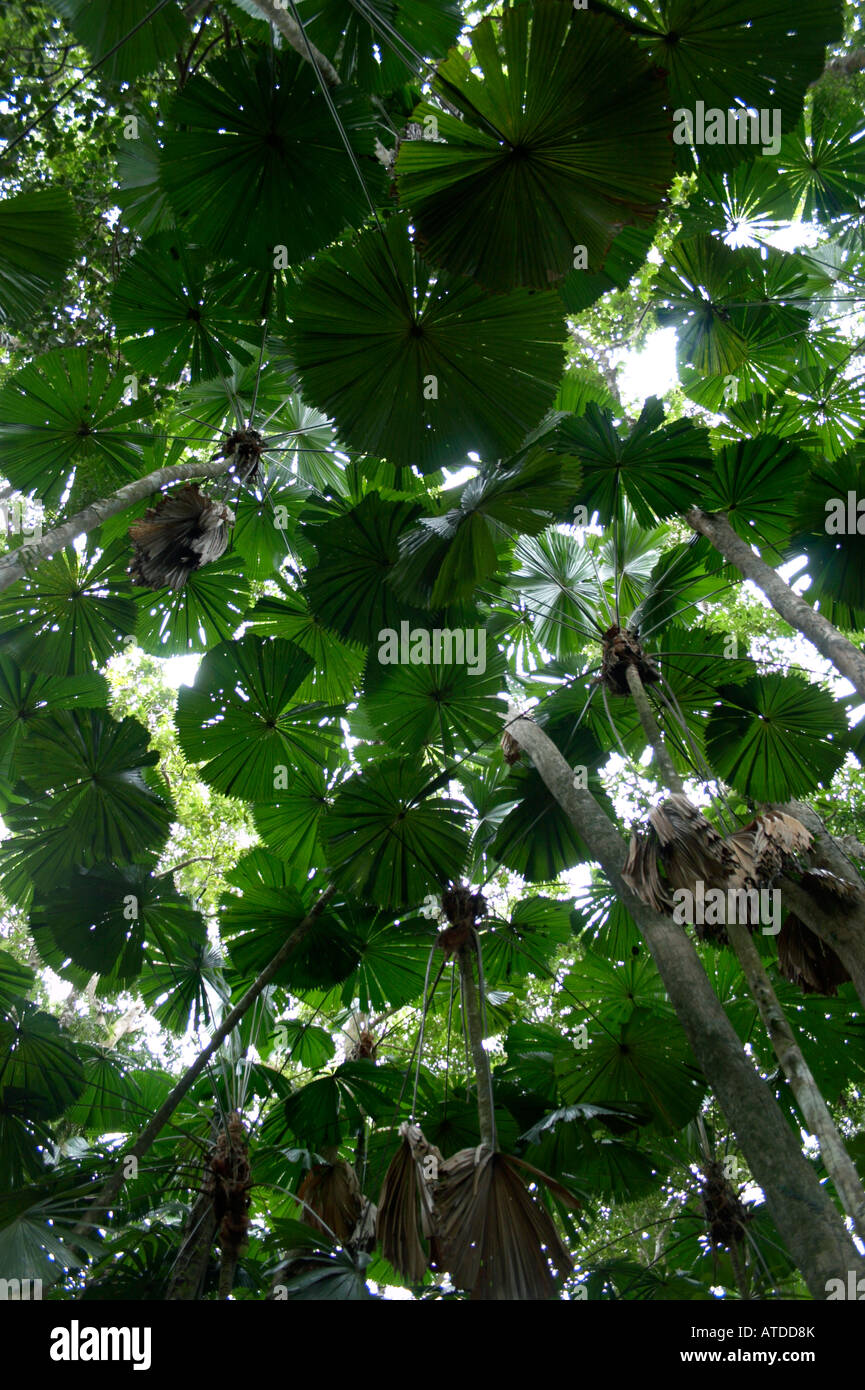 Daintree rainforest canopy, Northern Queensland, Australia Stock Photo ...
