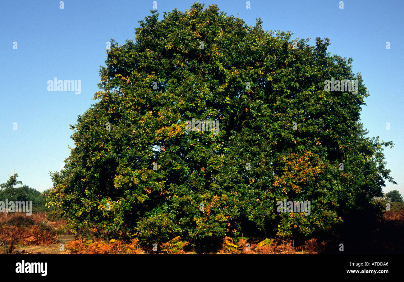 Small oak tree with blue sky in early summer Stock Photo - Alamy