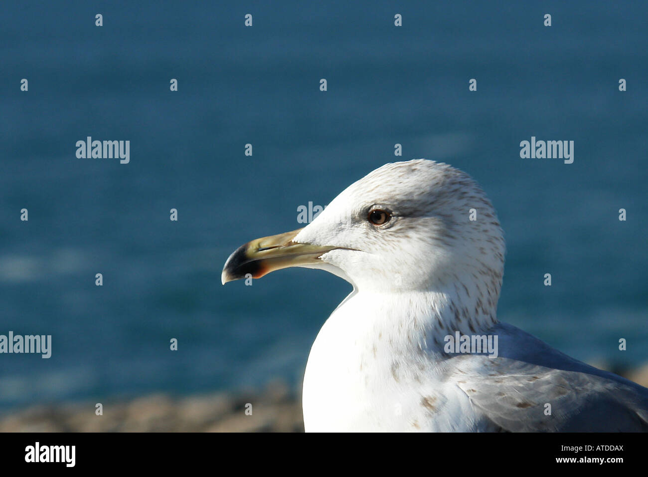 Gull side portrait hi-res stock photography and images - Alamy