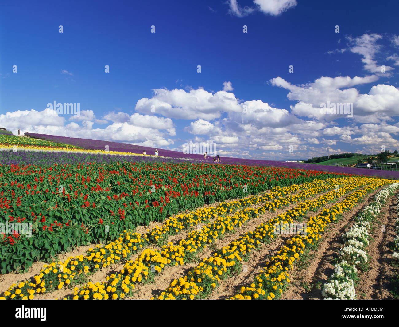 Flower farm, Hokkaido, Japan Stock Photo - Alamy