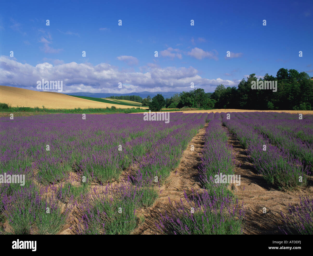 Lavender farm, Hokkaido, Japan Stock Photo - Alamy