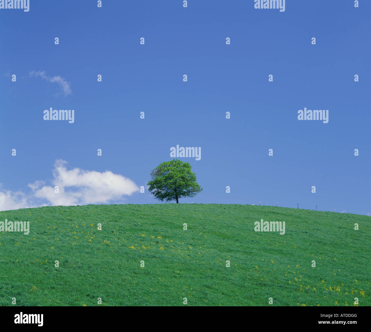 Single tree in green field, Hokkaido, Japan Stock Photo - Alamy