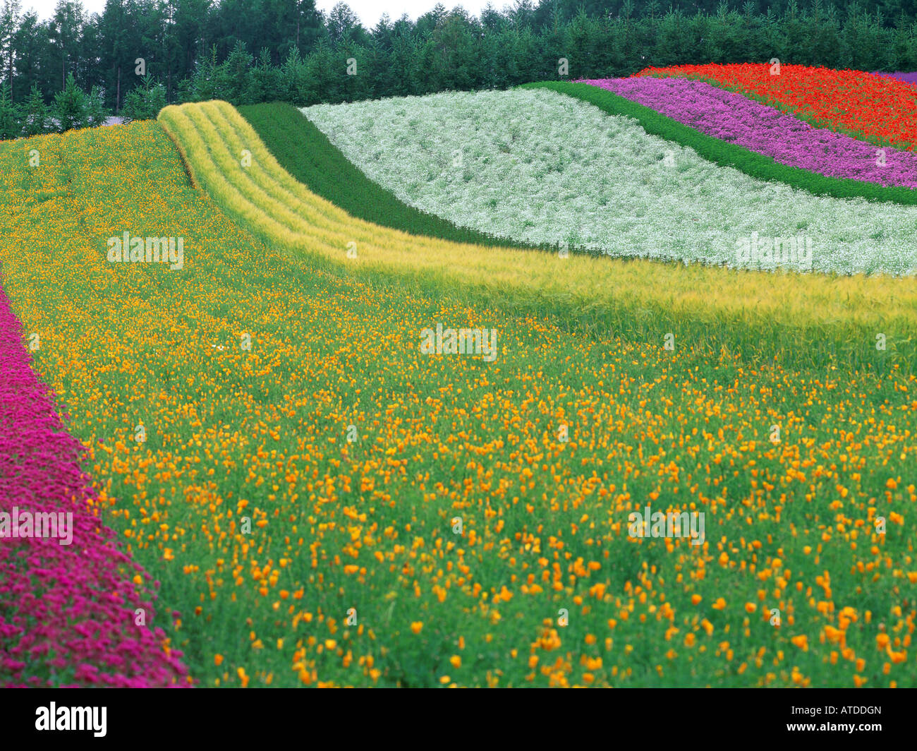Flower farm, Hokkaido, Japan Stock Photo - Alamy