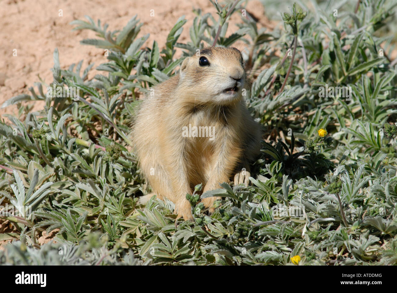 Stock photo of a Utah prairie dog pup sitting up Stock Photo - Alamy