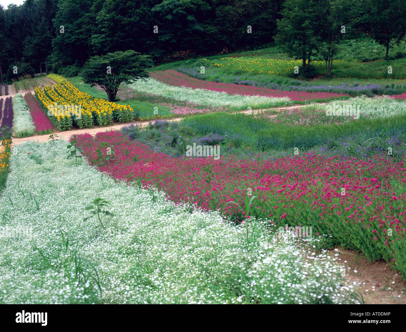Flower farm, Hokkaido, Japan Stock Photo - Alamy