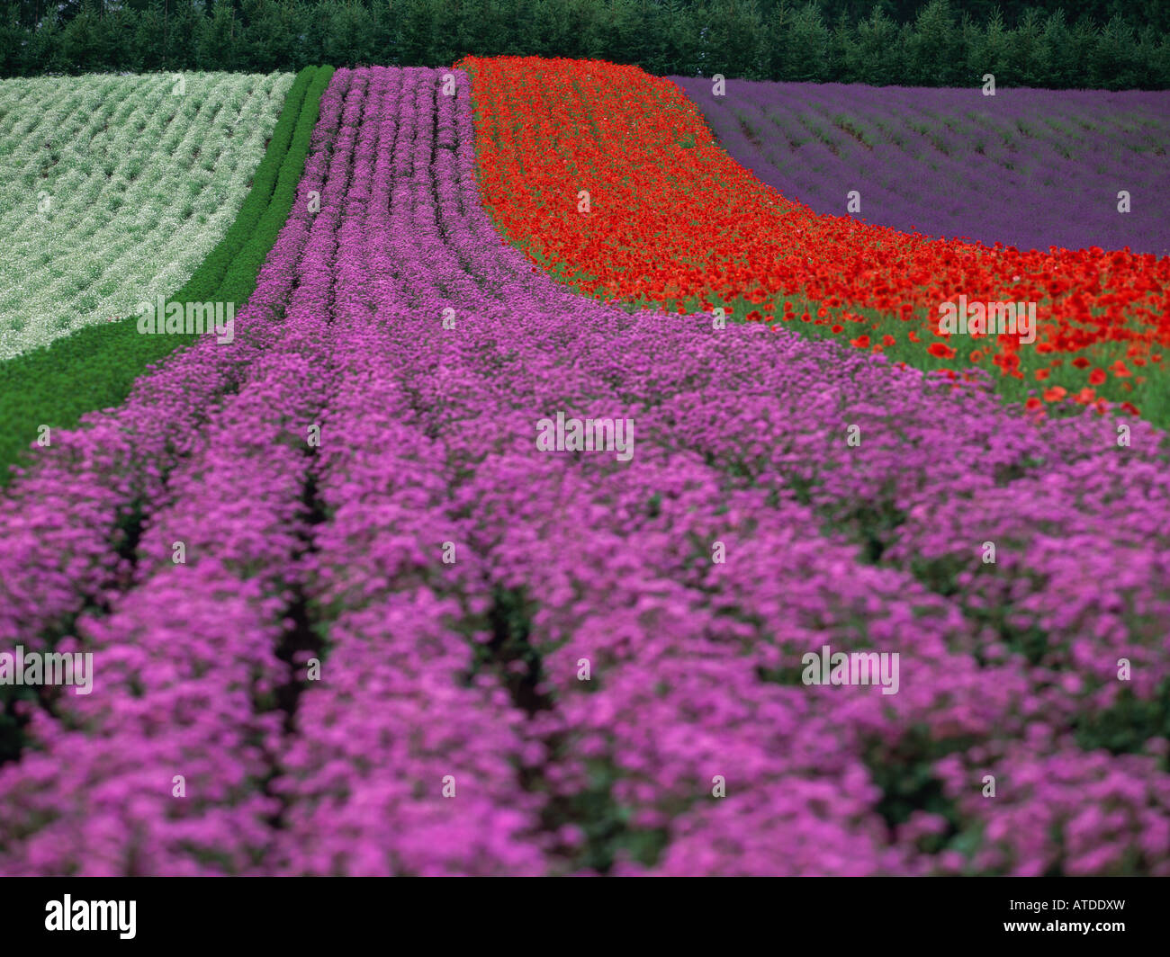 Flower farm, Hokkaido, Japan Stock Photo - Alamy