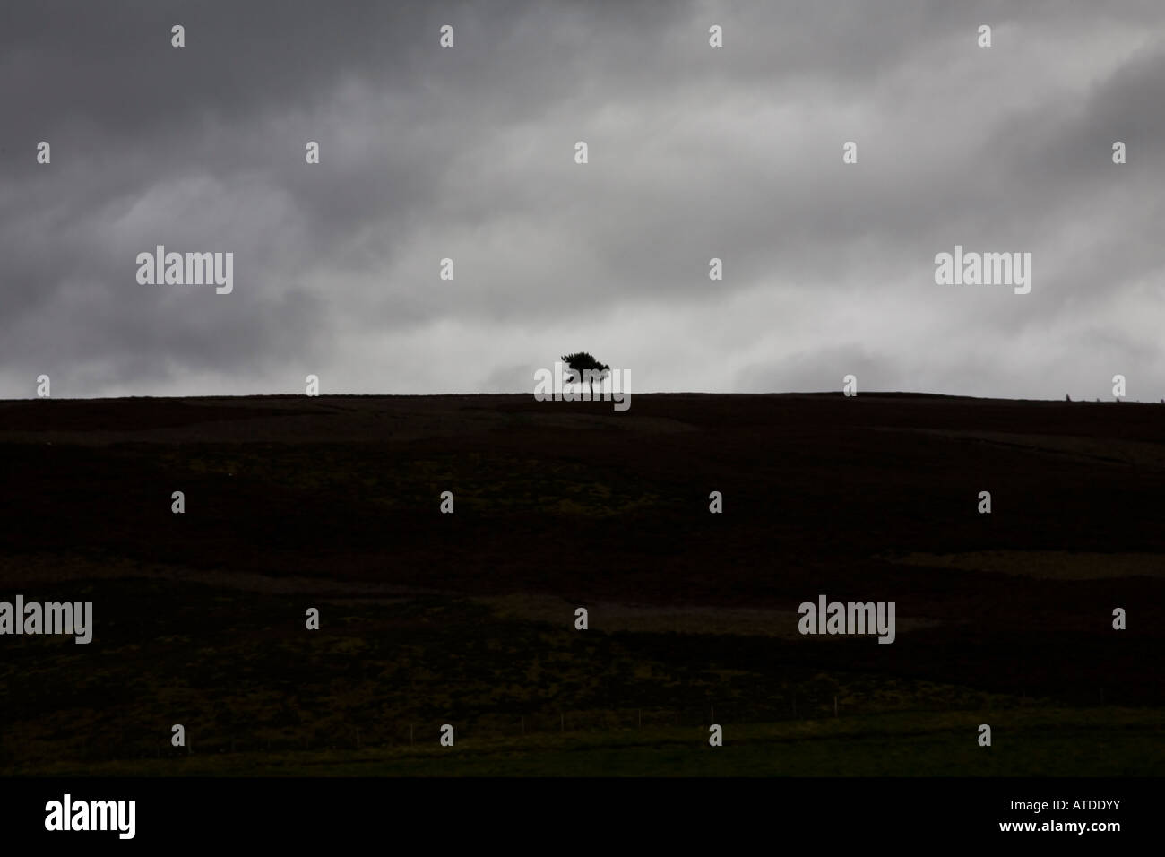 A lone tree on the horizon while a storm is brewing in the Cairngorm ...