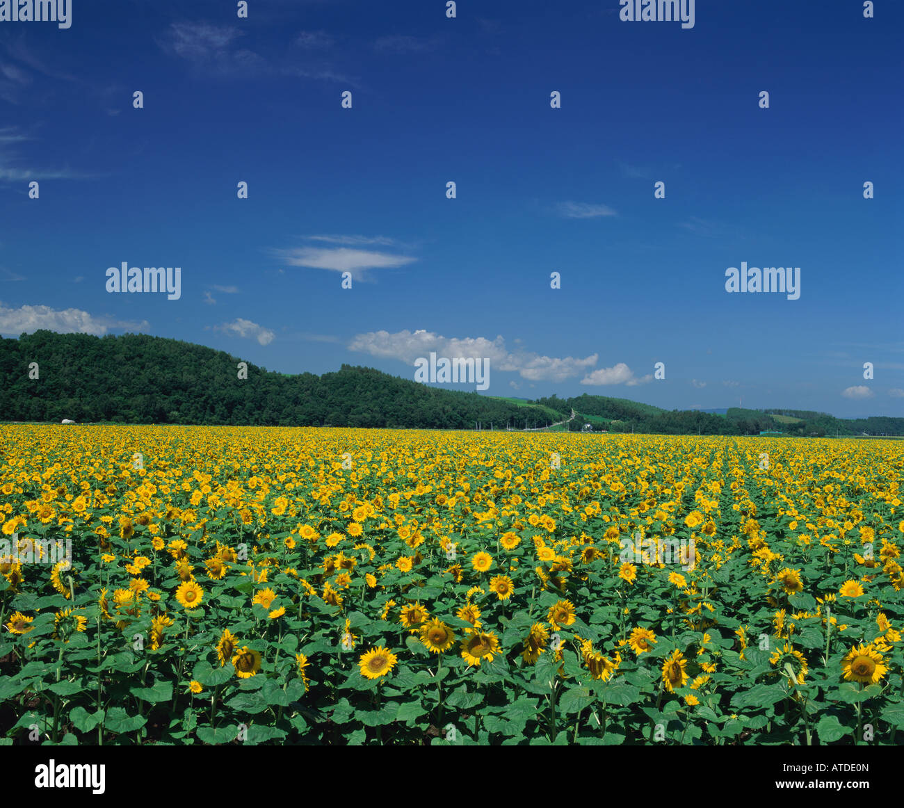 Sunflower field, Hokkaido, Japan Stock Photo - Alamy