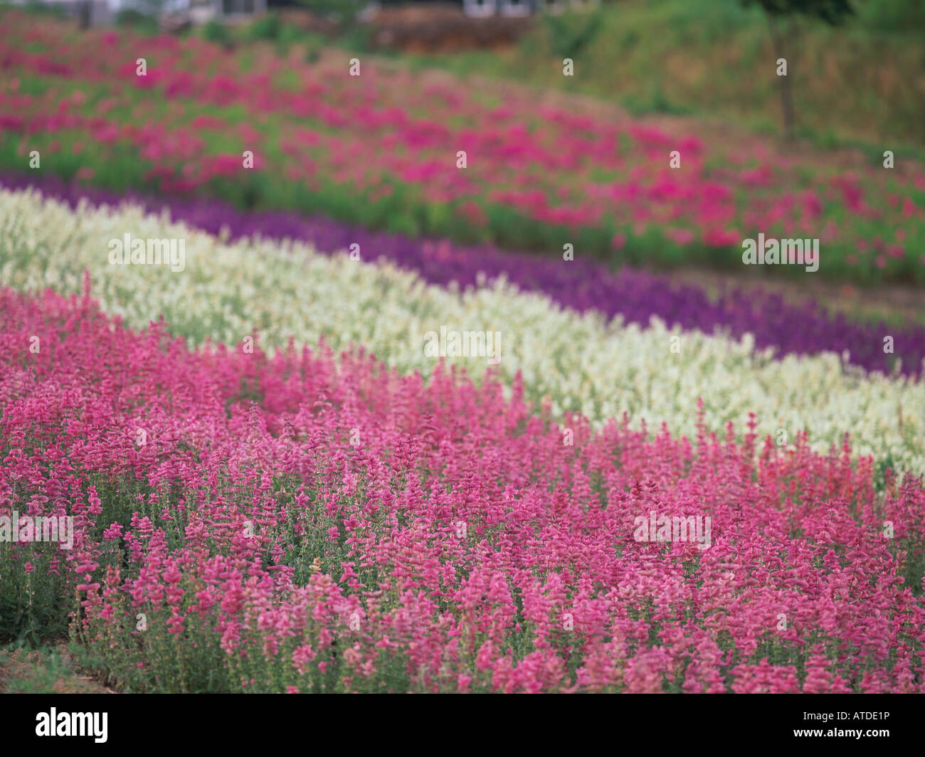 Flower farm, Hokkaido, Japan Stock Photo - Alamy